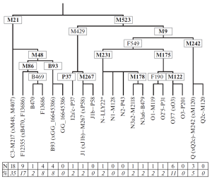 The Tungusic Ulchi population probably linked to haplogroup C2b1a ...