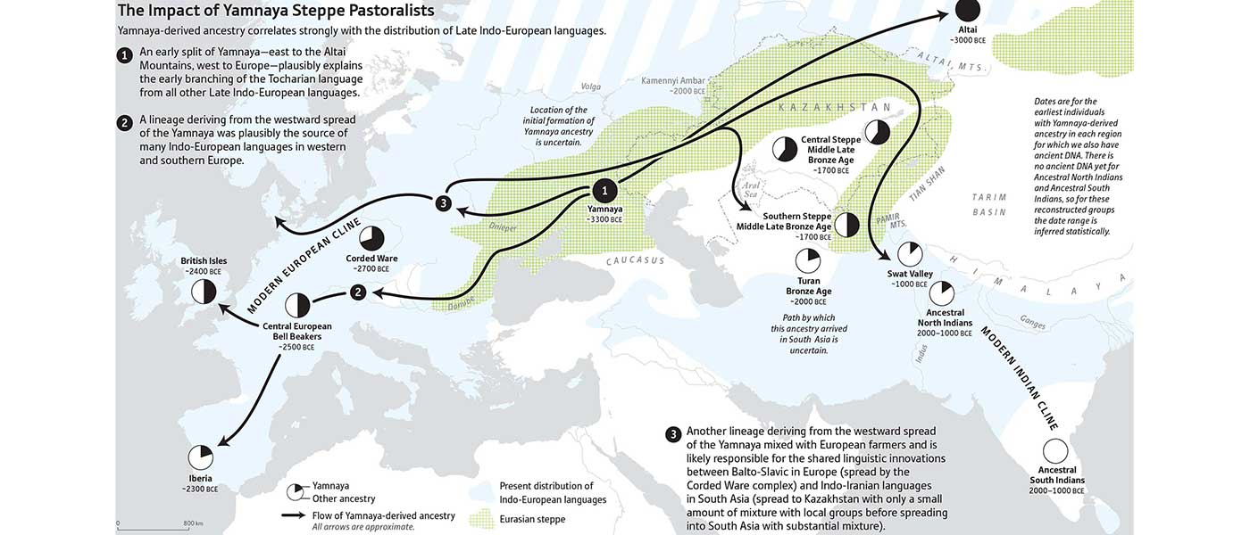 Yamnaya replaced Europeans, but admixed heavily as they spread to Asia ...